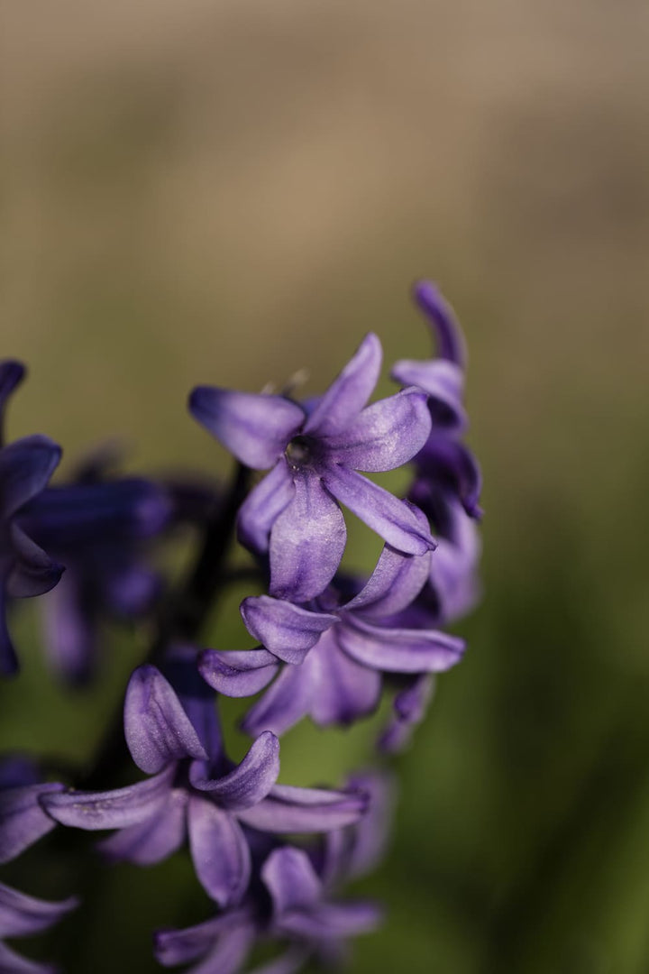 Le mauve #D473D4 : Exploration d'une couleur tendance